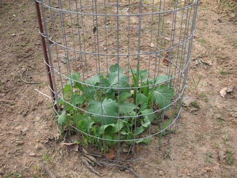 Plant Biologic Green Patch Plus Food Plot Seed 1 2 Acre