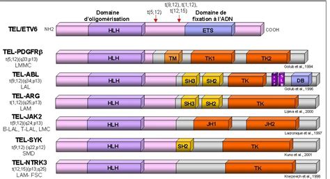 Etv6 Human Pathology