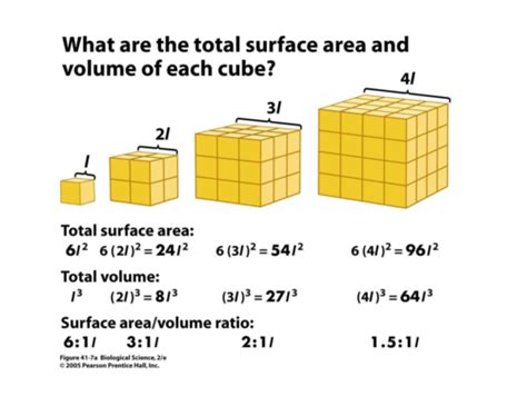 Scaling Flashcards Quizlet