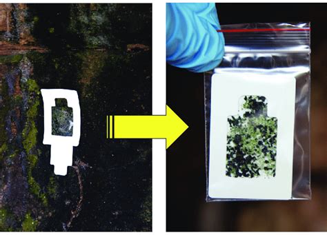 The Adhesive Sampling Device In A Slightly Different Configuration From