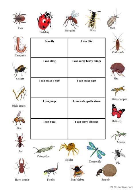 Insects Worksheets