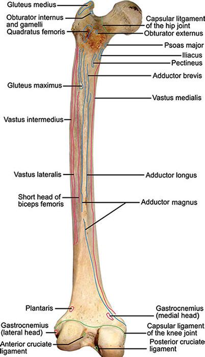 Knee Anatomy Sulcus Terminalis