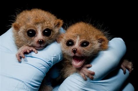 Pygmy Slow Loris Diet Habitat Conservation Pictures