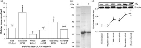 Transcription A Molecular Size B And Production C Levels Of C5 Download Scientific