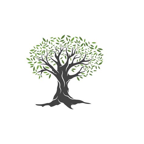 Olive Tree Vector Illustration 17435878 Vector Art At Vecteezy