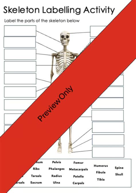 Skeleton Labelling Worksheet Human Skeletal System Anatomy Diagram
