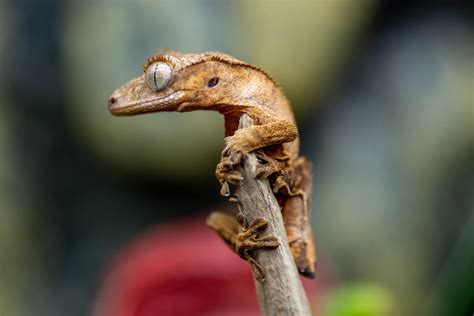 🦎 Crested Gecko — The Smiling Lizard Loved By Beginners And Experts