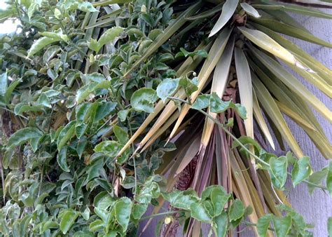 무료 이미지 정원 녹색 이파리 분기 육상 식물 종범 작은 가지 상록수 꽃 피는 식물 야자수 Tints And Shades 혈관 구과 식물 식물