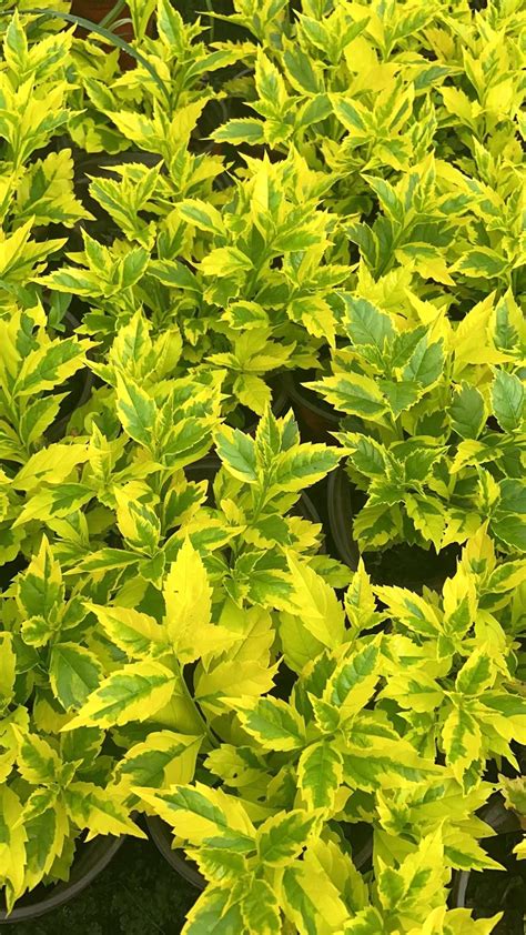 常绿园林植物 常绿植物20种 园林绿化树种 第11页 大山谷图库