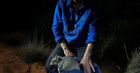 Australia Has A “catastrophic” Cat Problem Album On Imgur