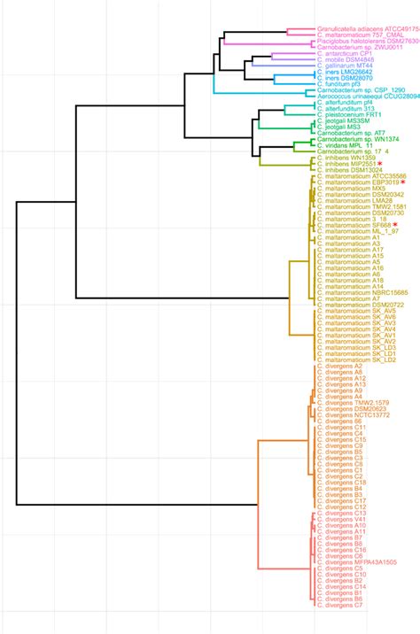 Average Nucleotide Identity Ani Dendrogram Of Carnobacterium Spp Download Scientific Diagram