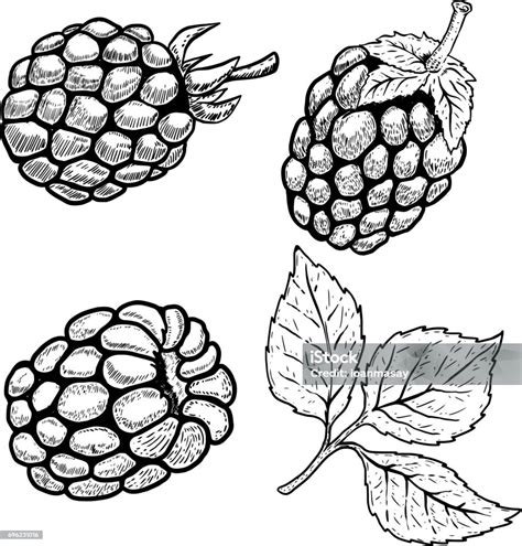 손으로 그린 딸기 흰색 배경에 고립의 집합입니다 레이블 상징 기호 메뉴 포스터 디자인 요소입니다 벡터 일러스트 레이 션 건강한 생활방식에 대한 스톡 벡터 아트 및 기타