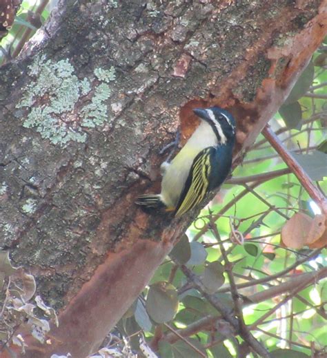Yellow Rumped Tinkerbird From Lubombo Region Eswatini On January 22