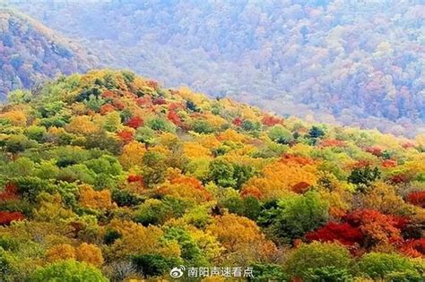 【中州作家】水兵：夏风又吹金菊岭