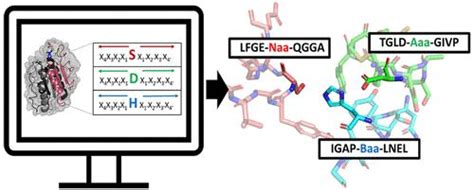 用于鉴定催化三联体微环境基序的酯酶序列组成模式 Journal of Chemical Information and Modeling X MOL