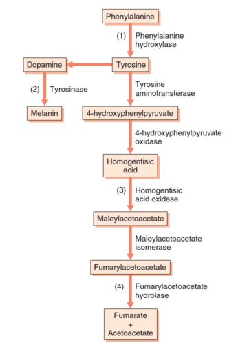 Genetics Chapter 15 Flashcards Quizlet