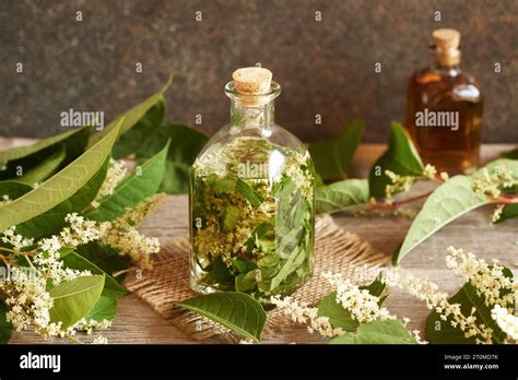 Preparation Of Homemade Tincture From Fresh Japanese Knotweed Or