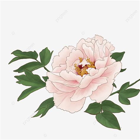 원래 모란 꽃 일러스트 손 요소를 그려 모란 장식 패턴 손으로 그린 Png 일러스트 및 Psd 이미지 무료 다운로드 Pngtree