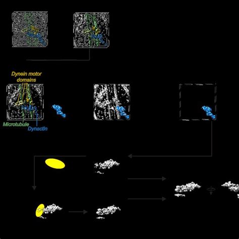 Subtomogram Averaging Current State Of The Field A Histogram Download Scientific Diagram