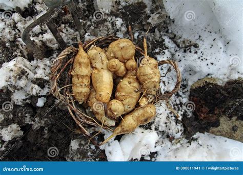 Harvesting Jerusalem Artichokes In Winter With A Digging Fork Stock
