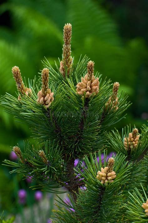 Pine Tree Pollen Pods Stock Image Image Of Detail Single 109681835