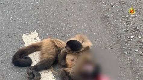 Filhote De Macaco Se Agarra Ao Corpo Da Mãe Atropelada No Df