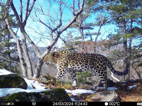 Amur Leopard Habitats