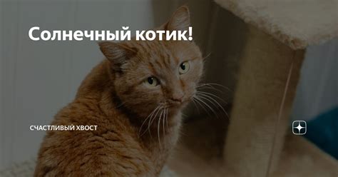 Солнечный котик Счастливый хвост Дзен
