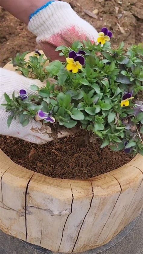 윈디가든72 On Instagram 정원나무 손질중 쓸만한 나뭇가지가 많네요 공구가 있으니까 쉽게 만드네요 식물스텐드 정원소품 동영상 동영상 2024