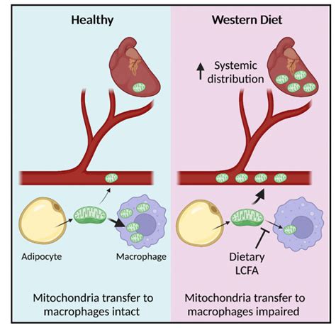 绘谱导读 2022年9月代谢组学文献精选 肿瘤细胞 氨基酸代谢 非靶向代谢 脂质 多组学代谢流检测分析 脂肪酸定量 肠道微生物菌群检测 麦特绘谱