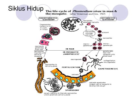 Ppt Protozoa Powerpoint Presentation Free Download Id 4341832