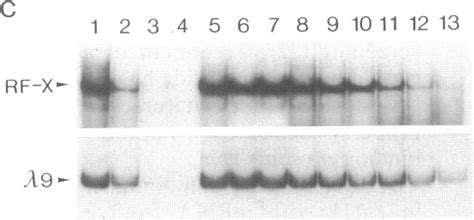 Cloning And Characterization Of A9 A Cdna Clone Encoding Rf X A Download Scientific Diagram