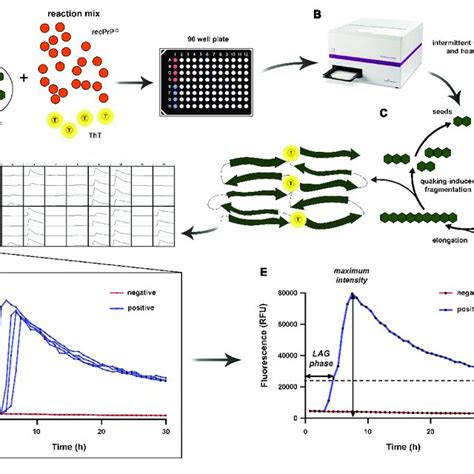 Schematic Illustration Of The Rt Quic Reaction The Rt Quic Process Is Download Scientific