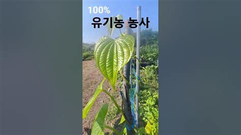 유기농 농사 하는 주부 농사꾼 농사 주부vlog 유기농 Youtube