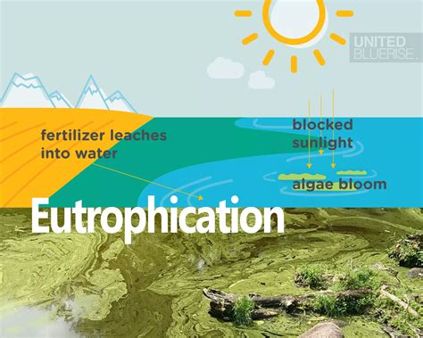 Eutrophication Challenges To Water Quality And The Importance Of Public Awareness United Bluerise