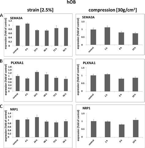 Figure 3 From A Potential Role Of Semaphorin 3a During Orthodontic Tooth Movement Semantic Scholar