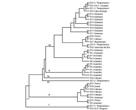 Dendrogram From The Upgma Grouping Analysis Using Dice Coefficient And
