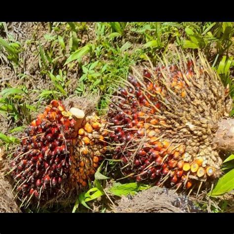 Oil Palm Segmentation Instance Segmentation Dataset And Pre Trained Model By Fruittesting