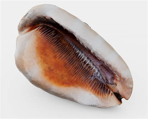 3d Red Helmet Shell Of A Ocean Snail Turbosquid 1985673