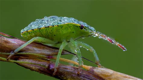 Macro Photography Course — The School Of Photography Courses