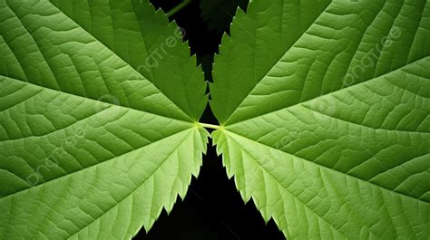 잎은 네잎이 일렬로 접혀있다 잎의 배경 재료 우라지로 잎의 앞뒤 2 잎을 향한 수평 위치 배경 일러스트 및 사진 무료 다운로드 Pngtree