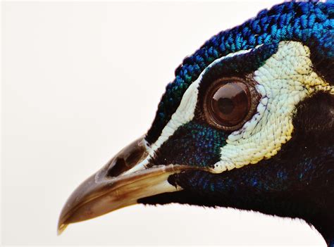 Free Images Nature Wing Beak Colorful Feather Peacock Poultry