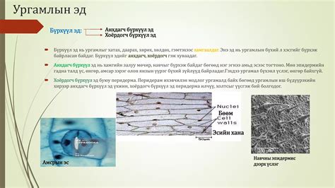 Биологийн төрөл зүйл Pptx