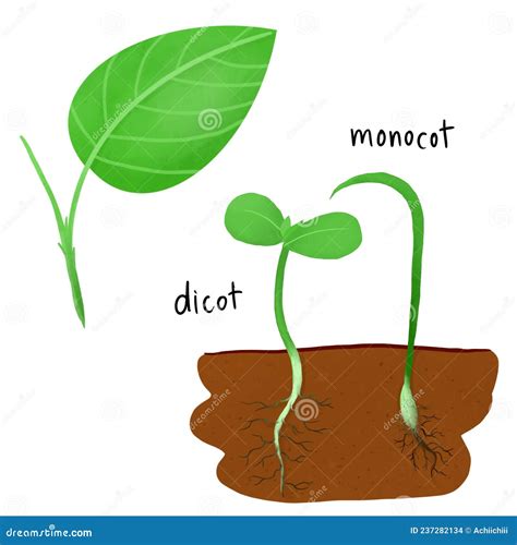Part Of Leaf Dicot And Monocot Stock Illustration Illustration Of Gardening Isolated