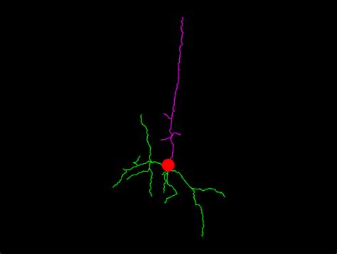 Detailed Cell Information M196section2image1rfpneuron3trace