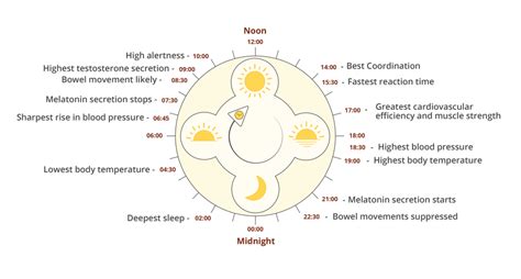 5 Tips On How To Improve Your Circadian Rhythm Evergreen Life
