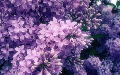 Free Purple Flowers Download Free Purple Flowers Png Images Free