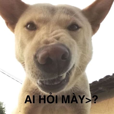 Tổng Hợp 50 Meme Ai Hỏi Bá đạo Khiến đối Phương Cạn Lời