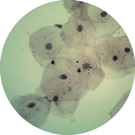B8r05021 Philip Harris Prepared Microscope Slide Set Biological B8r05021 Philip Harris Prepared Microscope Slide Set Biological