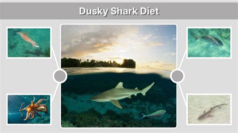 Dusky Shark Facts Habitat Diet Lifespan And Differences Explained